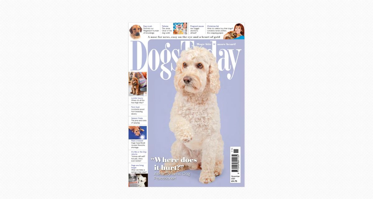 Dogs Today_November_2021